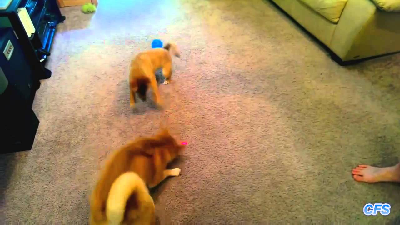 Puppies Chasing Laser Pointers Compilation - YouTube