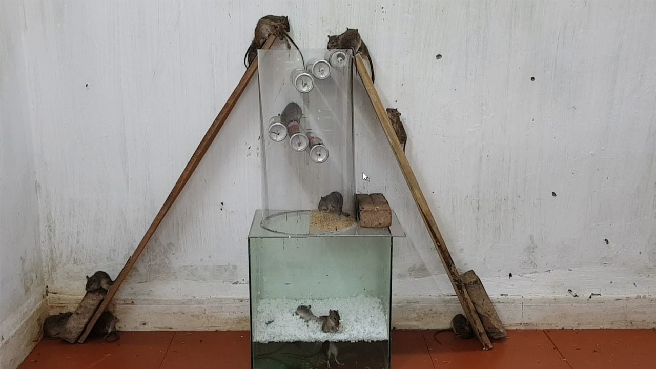 Easy Mouse Trap In 10 Minutes - Mouse Trap is Super Simple with Water ...