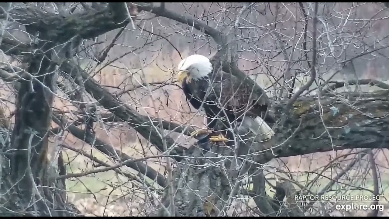 Decorah Eagles Mom and DM2 having lunch visit the nest and the Y branch this morning 11 24 2021 ...