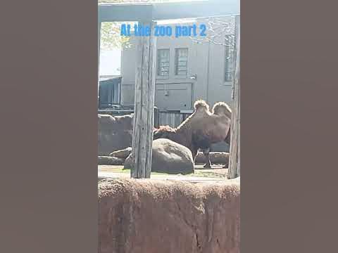 At the zoo part 2 - YouTube