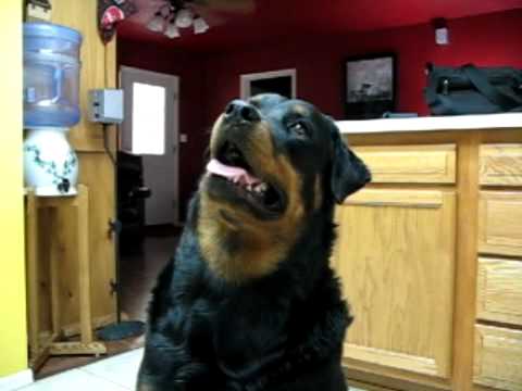Rottweiler - Whatcha talkin' about? - Rottie Head Tilt - YouTube