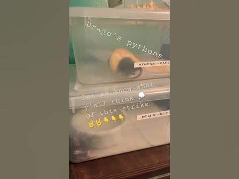 Pythons 🐍 strike again #livefeeding #subscribe #python #ballpython # ...