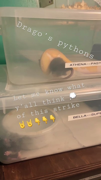 Pythons 🐍 strike again #livefeeding #subscribe #python #ballpython # ...