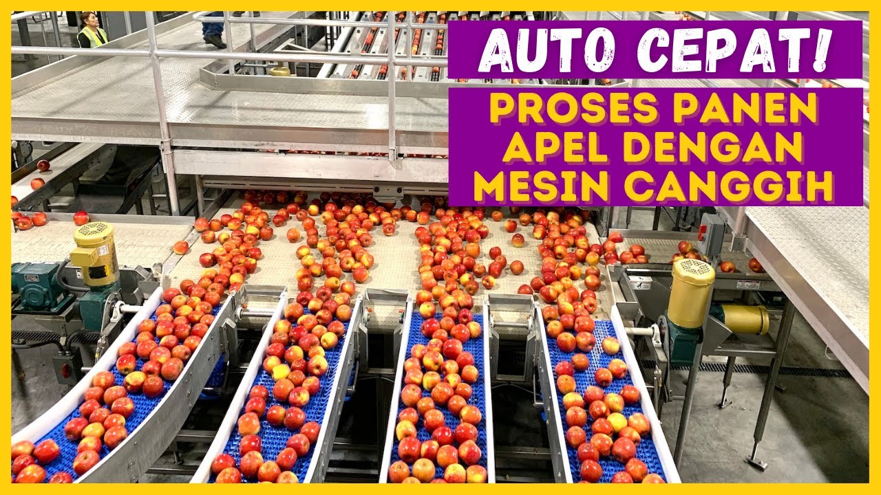 AUTO CEPAT! PROSES PANEN APEL MENGGUNAKAN MESIN CANGGIH - YouTube