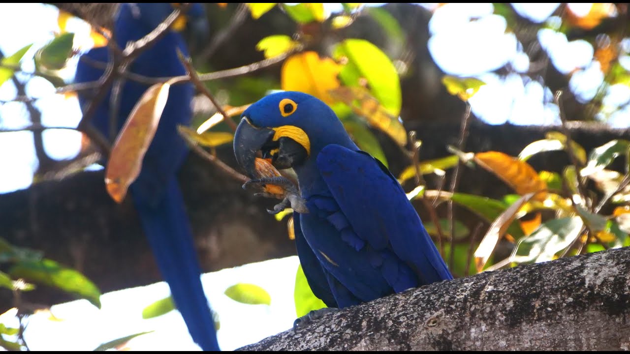 Birds of Brazil's Pantanal and Cerrado - YouTube