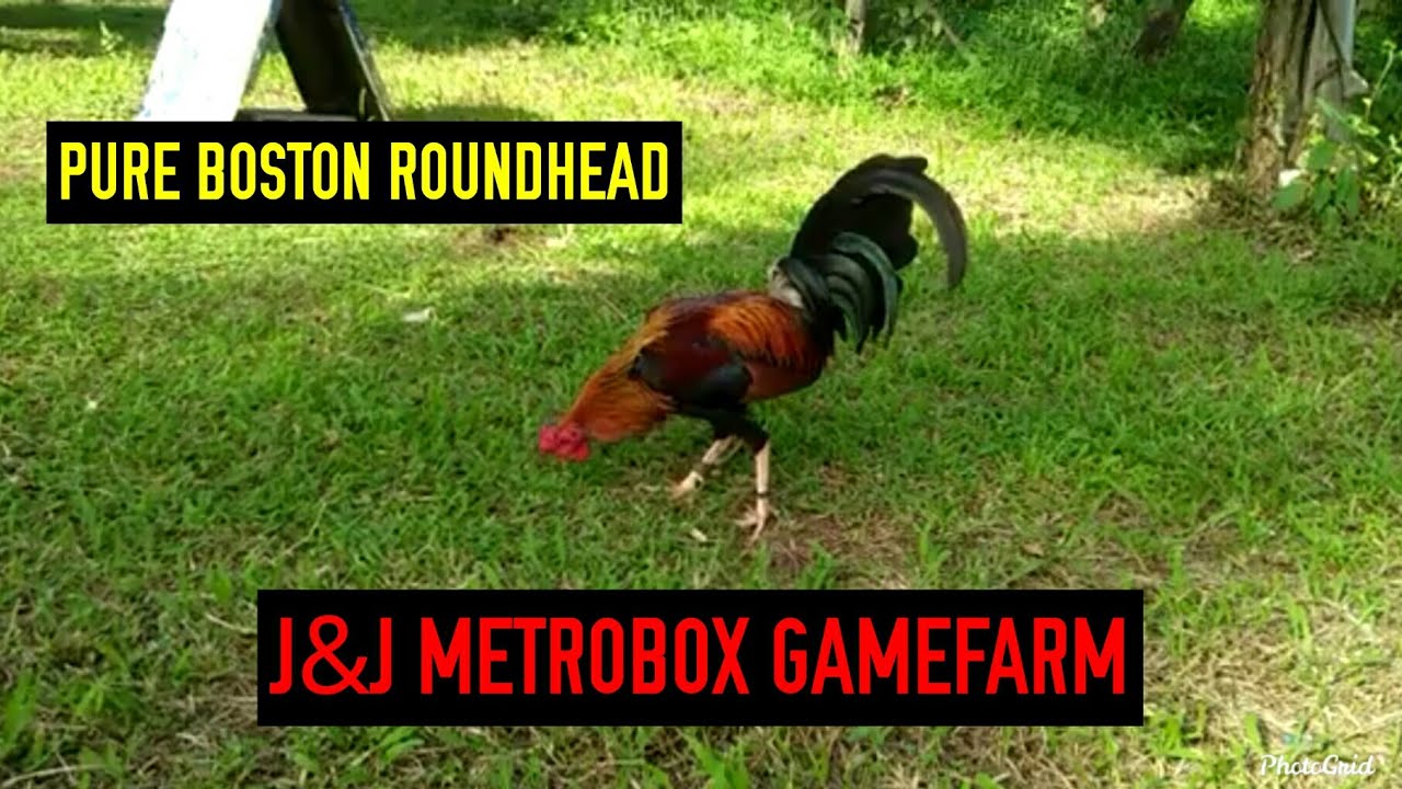 PURE BOSTON ROUNDHEAD BROODSTAG BREEDING 2020 J&J METROBOX GAMEFARM ...