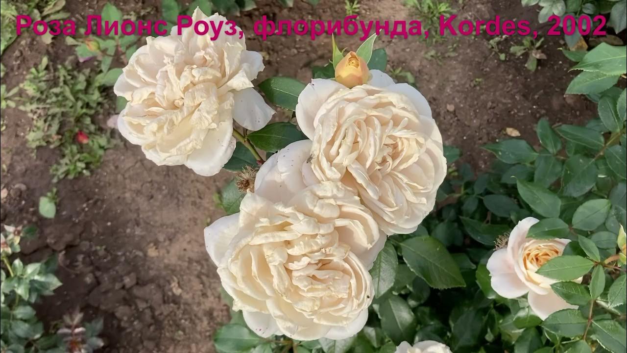 Роза Лионс Роуз (Lions Rose) флорибунда- первогодка Kordes, 2021 - YouTube