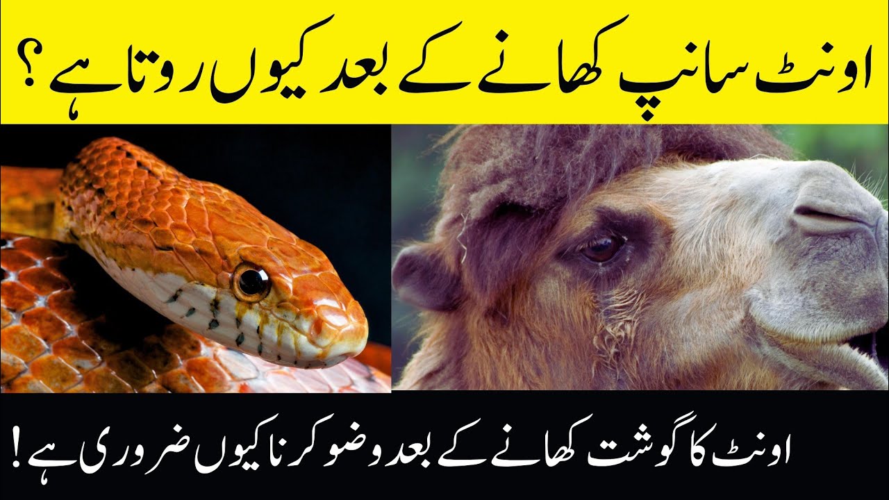 | Why Camel Eat Snake? || اونٹ سانپ کیوں کھاتا ہے؟ ll Surprising ...