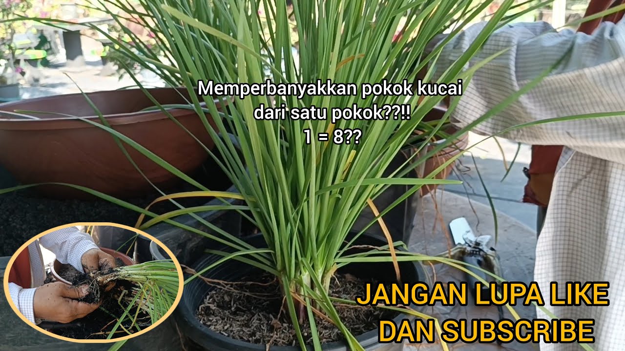 TEKNIK MEMPERBANYAK, MENANAM SERTA MEMBAJA POKOK KUCAI (MALAYSIA) - YouTube