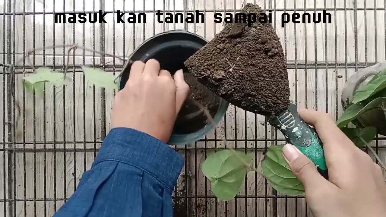 praktik cara reproduksi tanaman dengan cara merunduk - YouTube