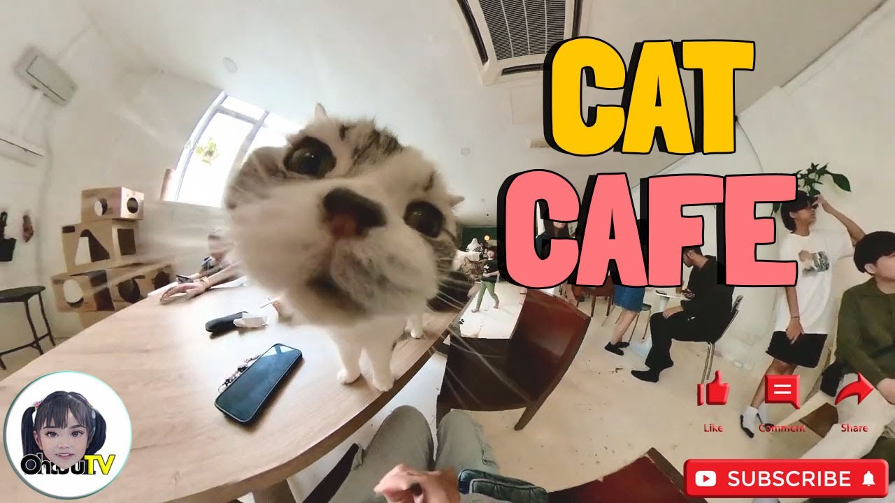 A Day at Monster. A Garden Cafe : Petaling Street's Cozy Cat Cafe - YouTube
