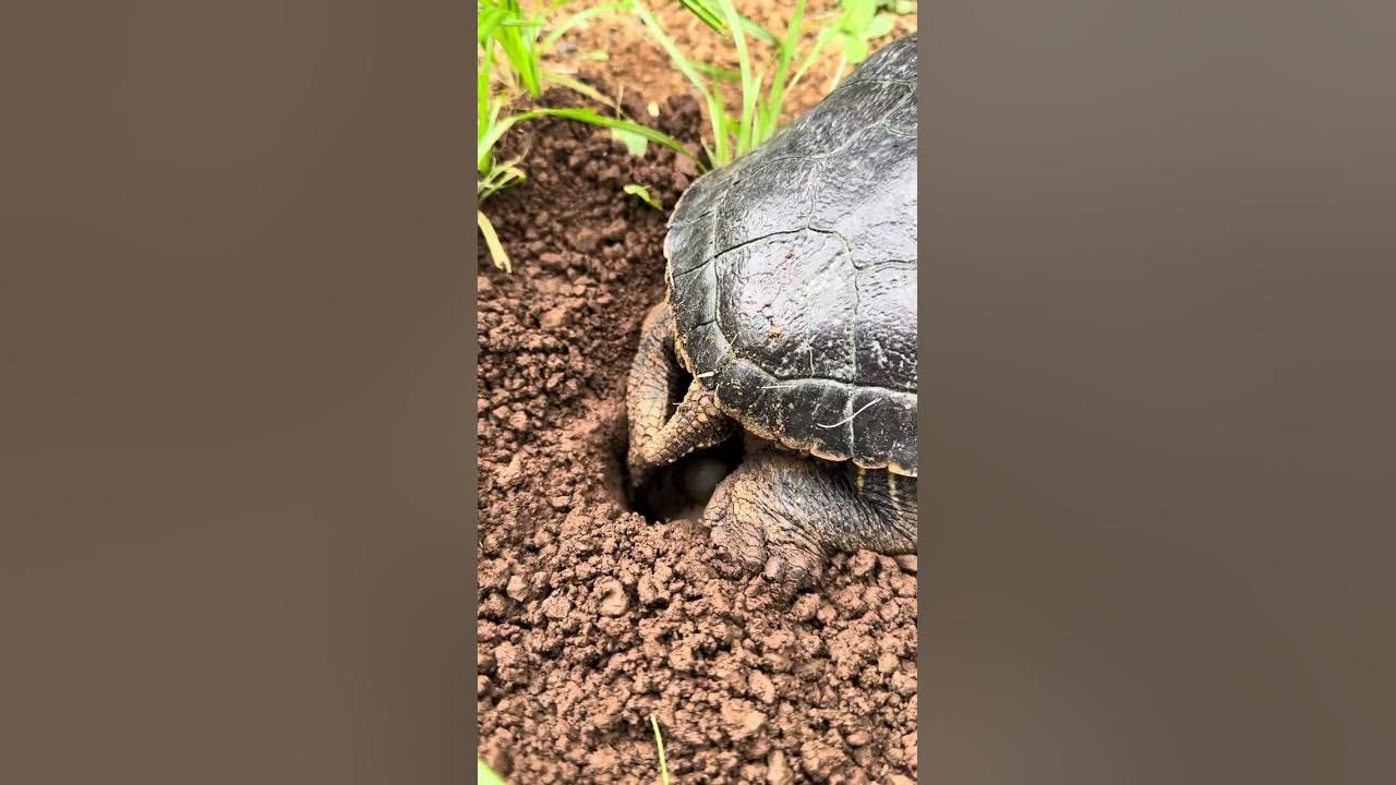 Hoku the Red Eared Slider laying a dozen eggs - YouTube