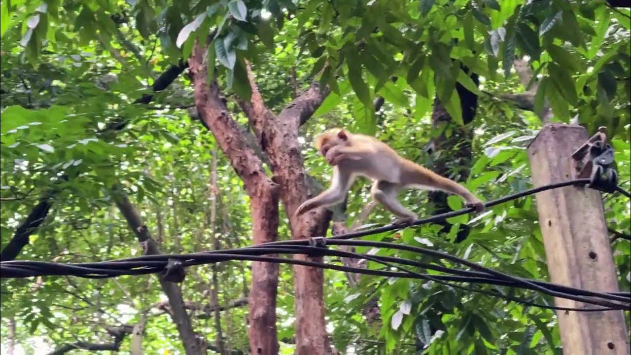 ලංකාවේ කරන්ට් යවපු වදුරෝ 🐒 Crazy Monkeys of Sri Lanka Caught on Camera - YouTube