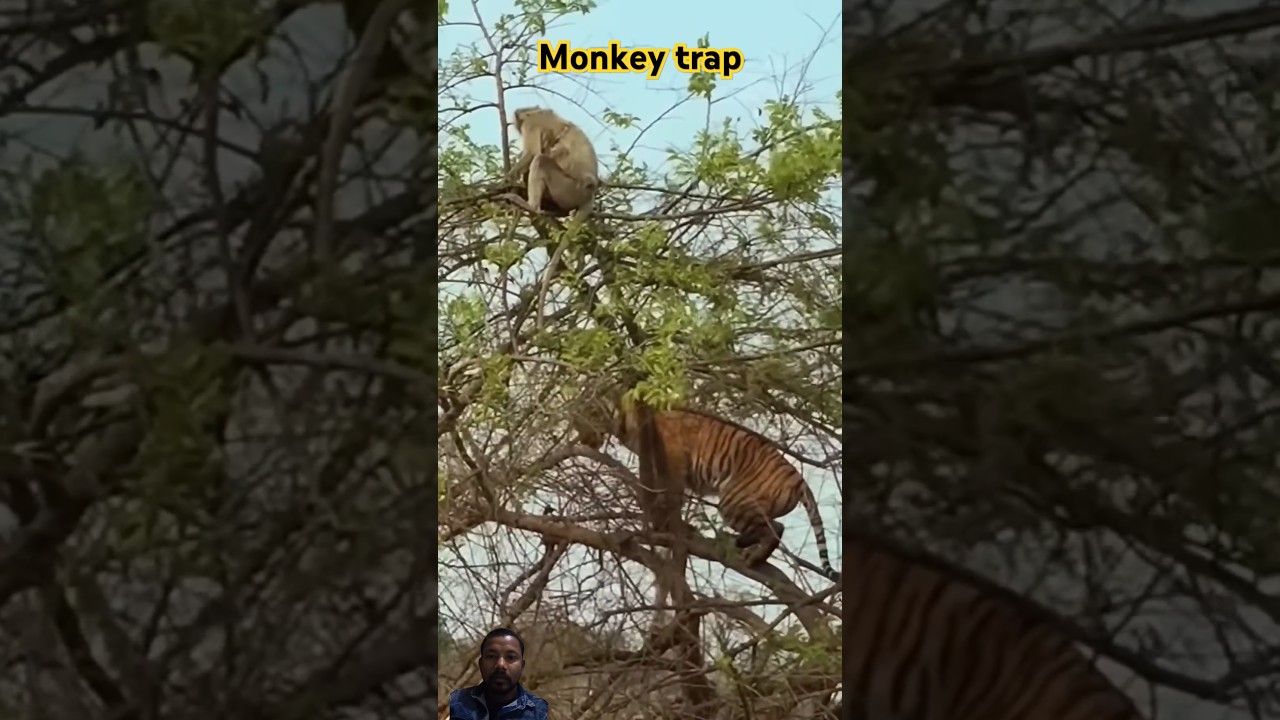 Monkey trap in lions tree #tiger #animals #wildlife #lion #nature # ...