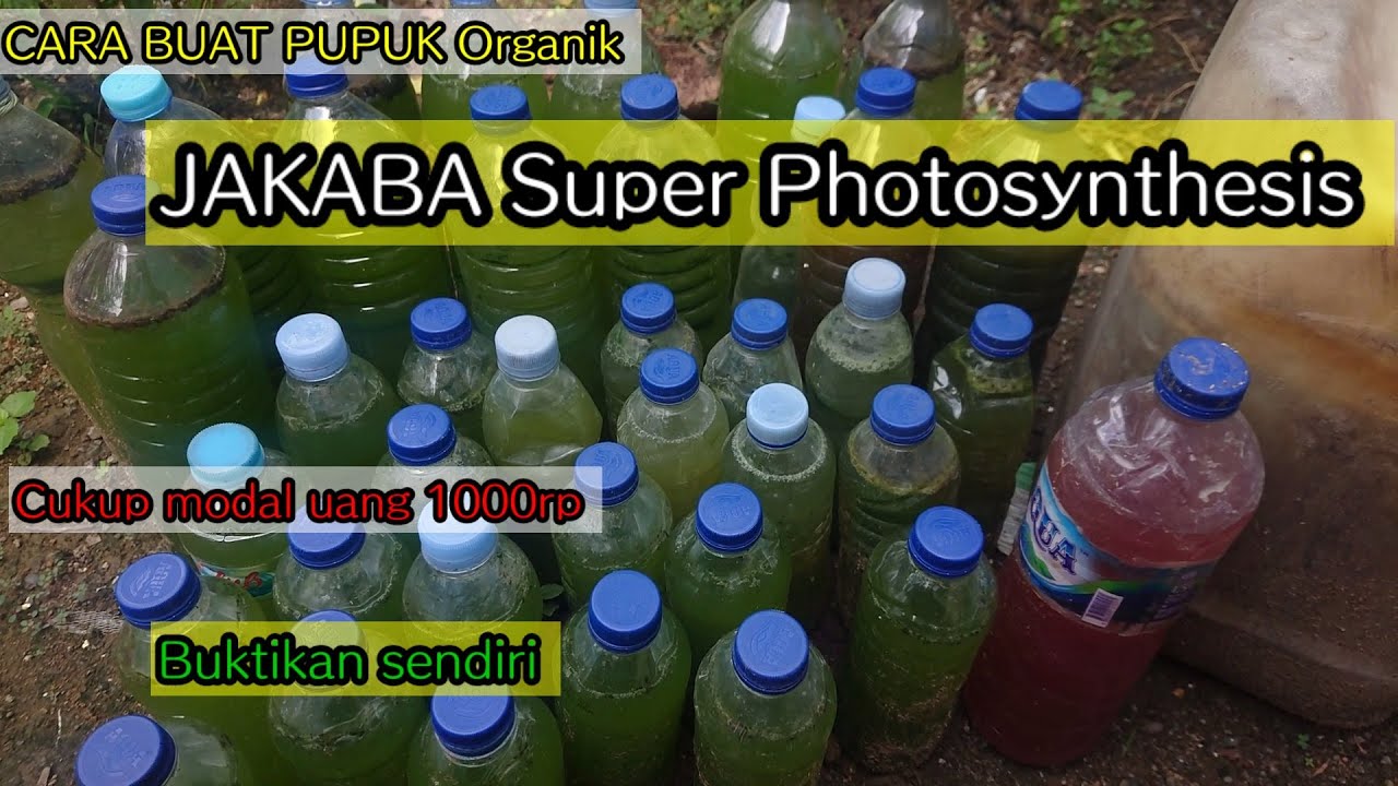 cara buat air jakaba jadi Photosynthesis - YouTube