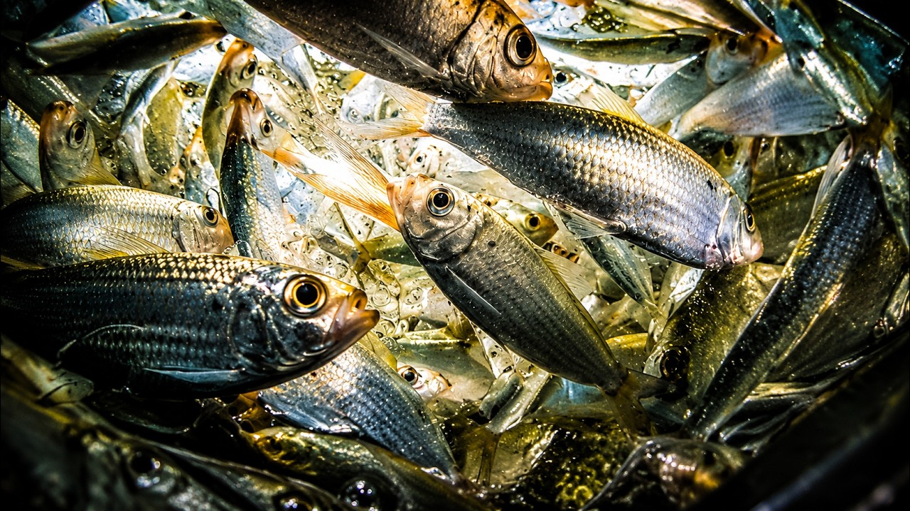 How to Castnet Pilchards & Pinfish On the Flats - An EASY Bait Catching ...