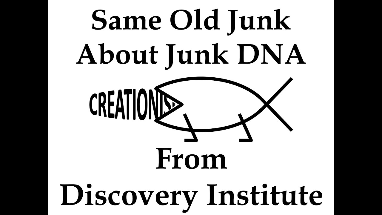 Same Old Junk About Junk DNA From Discovery Institute - YouTube