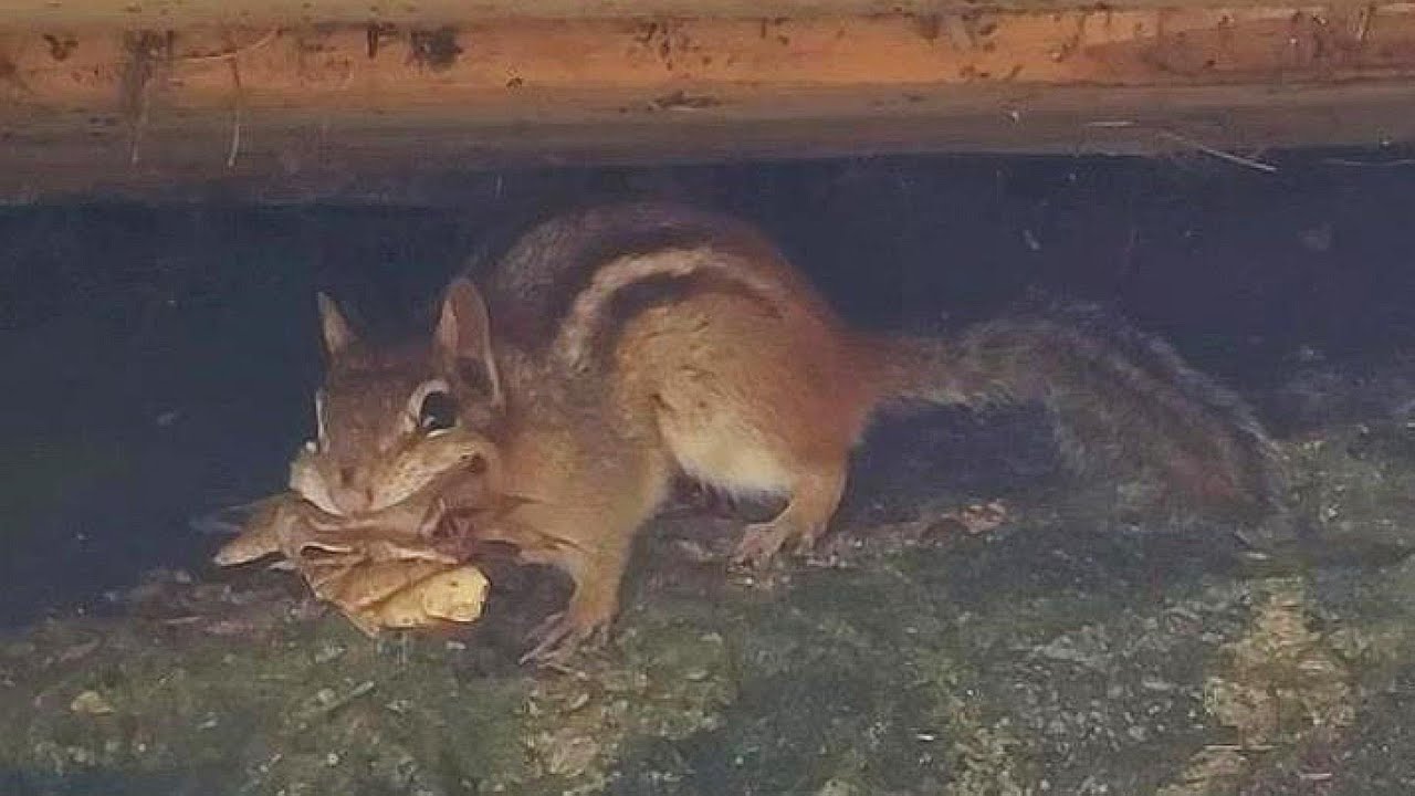 깜짝 놀란 다람쥐 월리의 똑소리 나는 선택 Smart Chipmunk Wally Makes An Amazing Decision ...