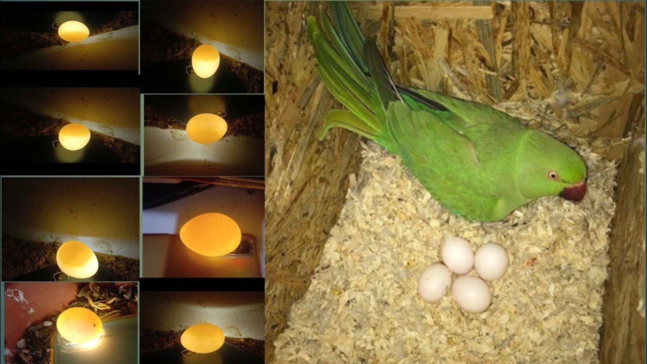How to Check Parrot Egg Fertility | Birds Mahal - YouTube