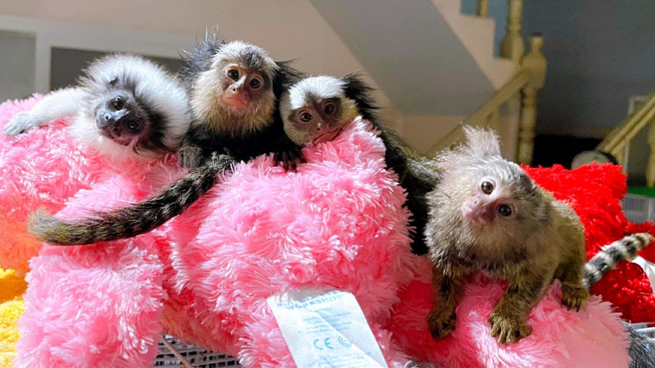 Amazing cute tiny marmoset and tamarin monkey - YouTube