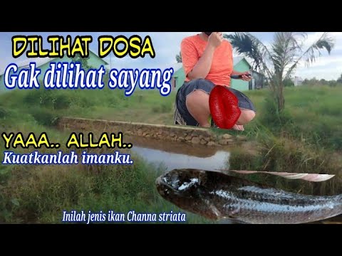 LAGI ASYIK MANCING MALAH LIHAT APEM TEMBEM & BULU TEBAL.😎😎😎,