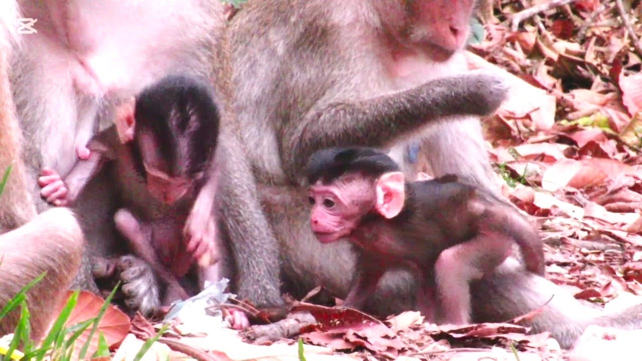 " Meet the Adorable Duo: Watch These Baby Monkeys Go Wild with Energy ...