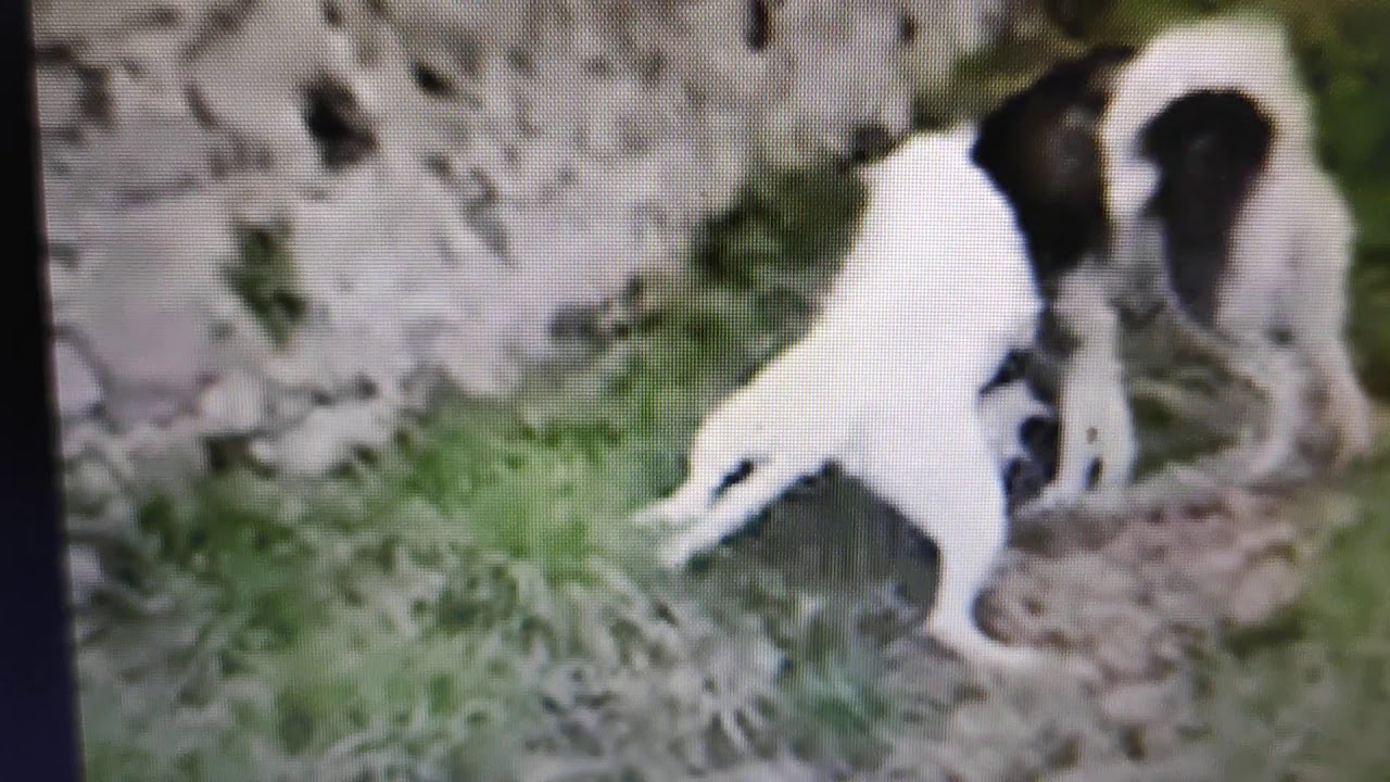 dogo vs wolf fight Dogo Argentino brutal Fight - YouTube