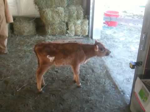 Jack Jr. A Jersey Calf Mooing - YouTube