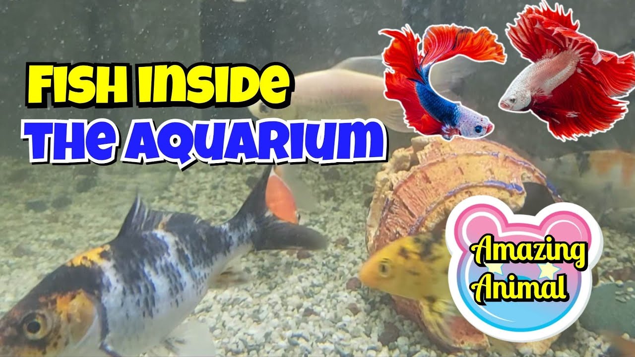 How the fish live inside the aquarium - YouTube