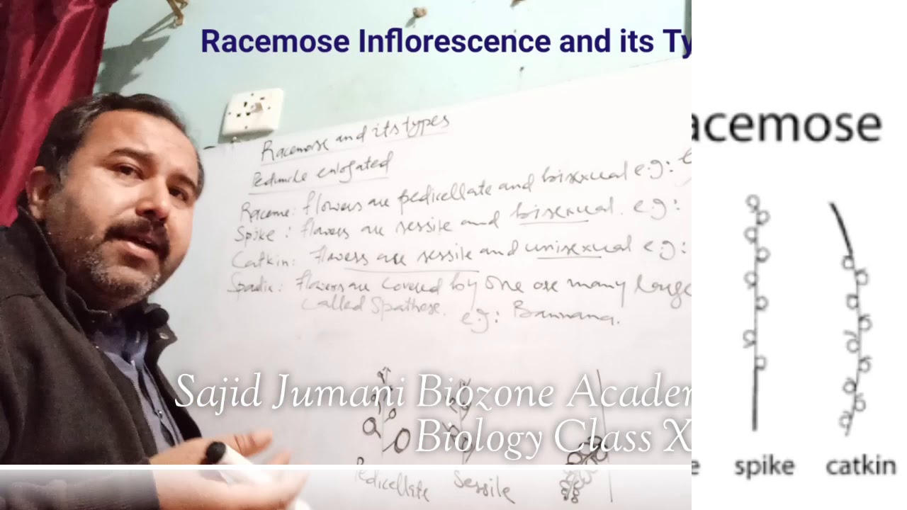 Inflorescence Part 2 Racemose and it's types - YouTube