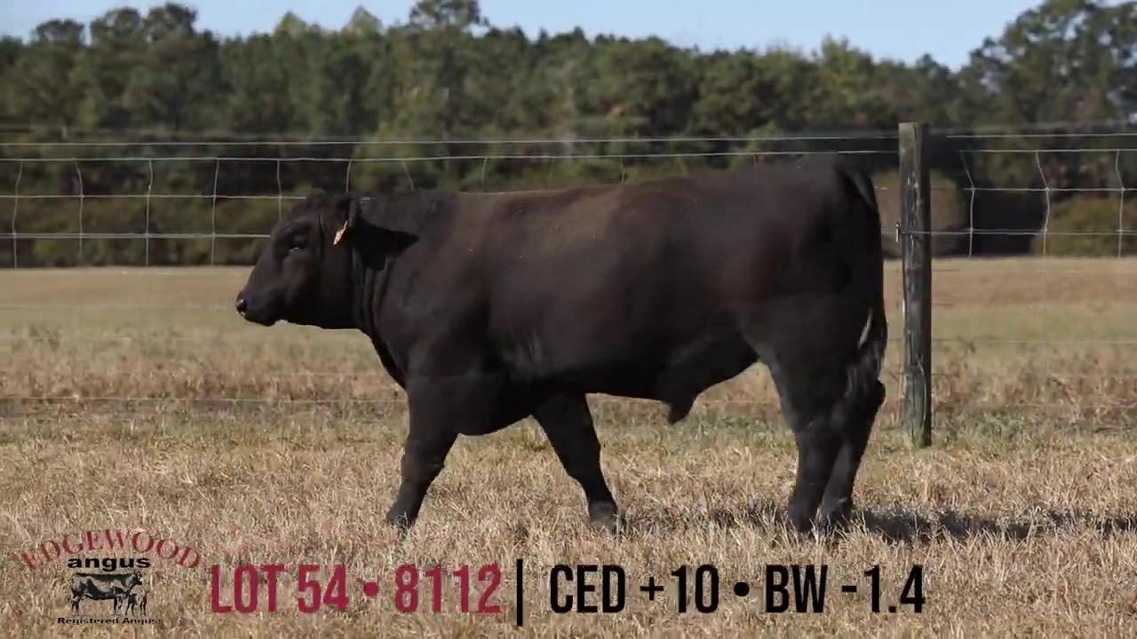 Edgewood Angus Lot 54 - YouTube