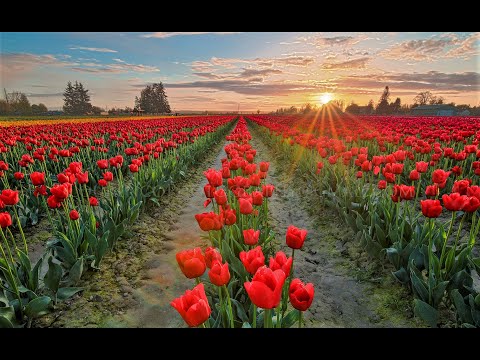 fly drone over Mt Vernon with Tulip flower by Bono