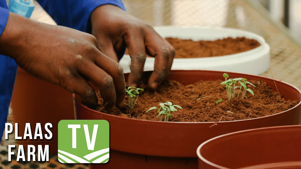 Mycorrhiza under the microscope with the ARC - YouTube