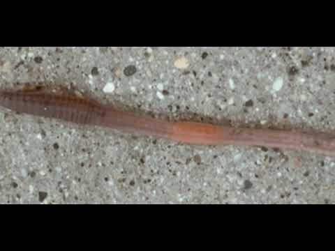 earthworm locomotion @tanveer7000 - YouTube