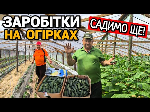 Скільки можна заробити на огірках? І чому ми вирощуємо їх тільки в теплиці⁉️