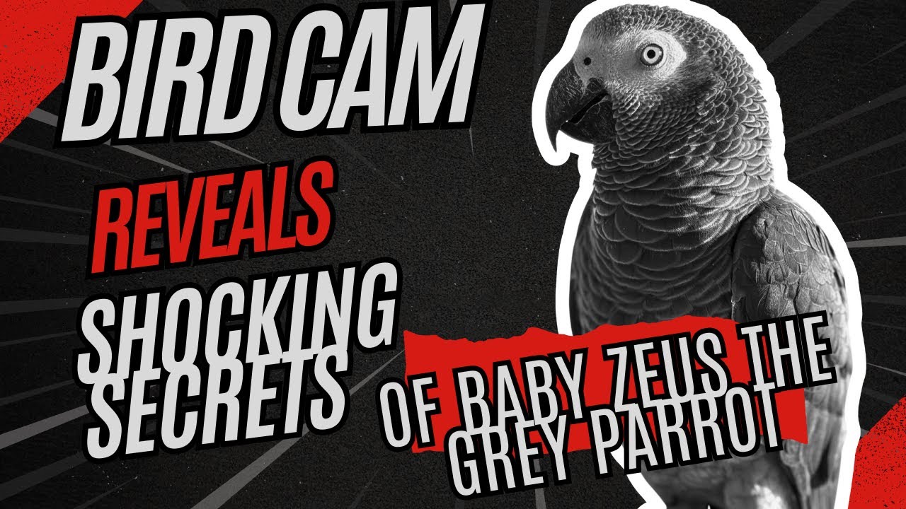 Bird Cam Reveals Shocking Secrets of Baby Zeus the African Grey Parrot ...