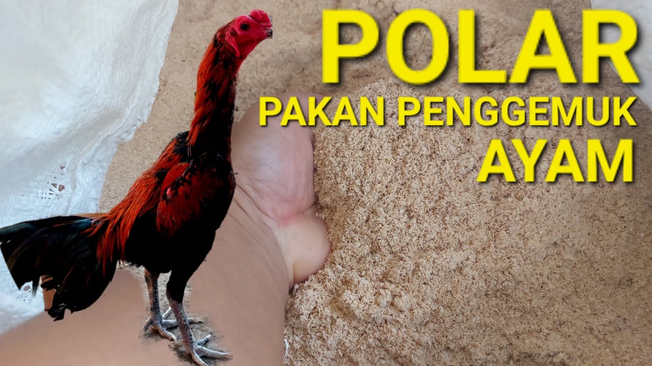 Review Polar, Pakan Penggemuk Ayam Ternak - YouTube