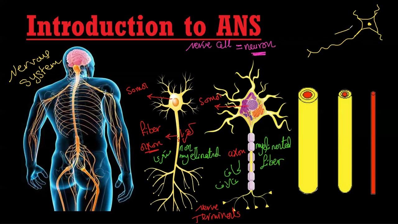 INTRODUCTION TO ANS - الدفعة 196 - YouTube