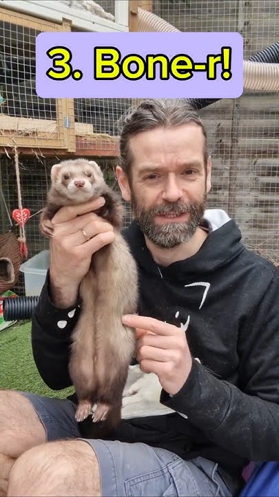 TOP Ferret Breeding Facts! - YouTube