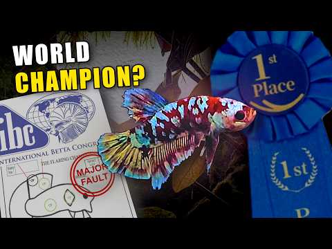 I Bought A Competition Betta (And Competed)