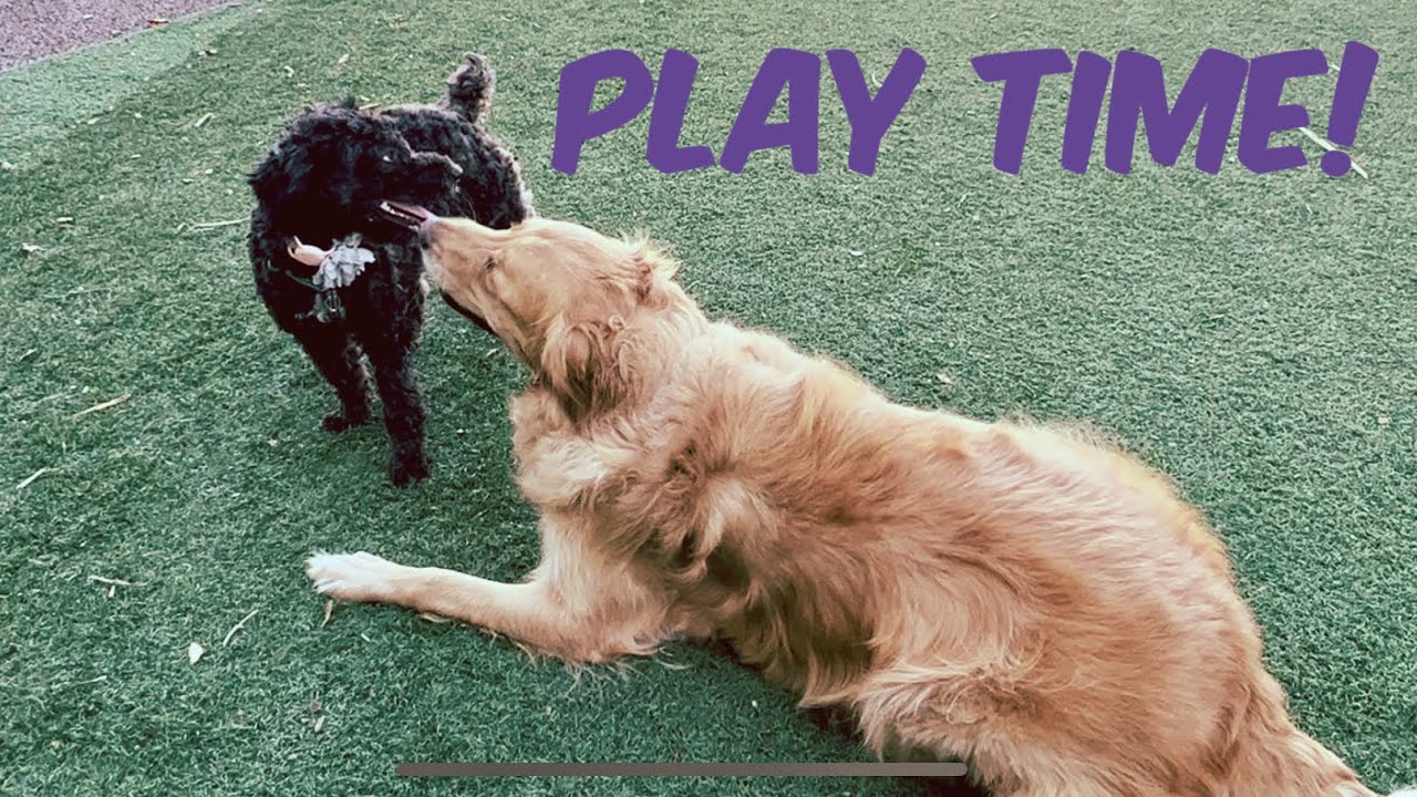 Playtime with Jetta and Wally - YouTube