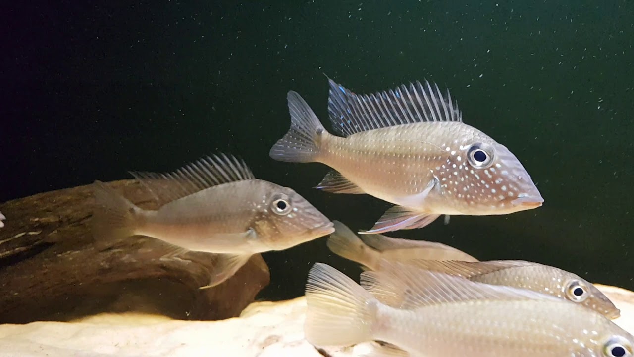 Satanoperca jurupari South America cichlid tank - YouTube
