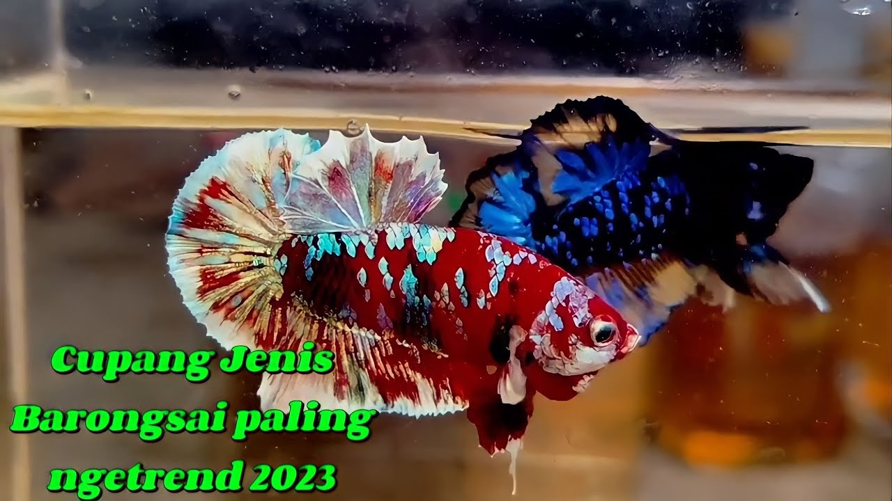 Kumpulan ikan cupang jenis barongsai yang sangat indah dipandang mata - YouTube