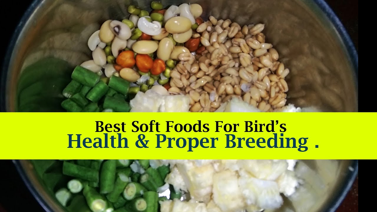 Best Soft Foods For Bird’s Health & Proper Breeding .| Soft Foods For ...