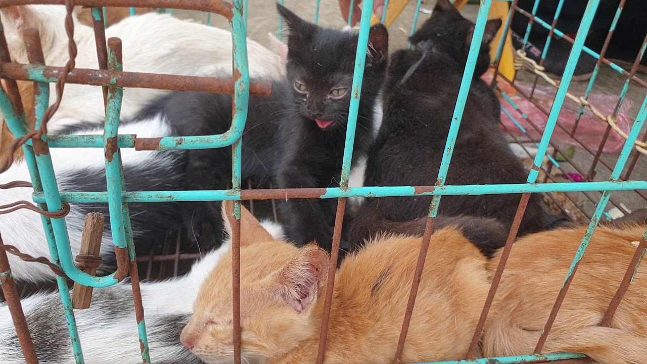 Many cute kitten with different color sharing small cage in vietnam ...
