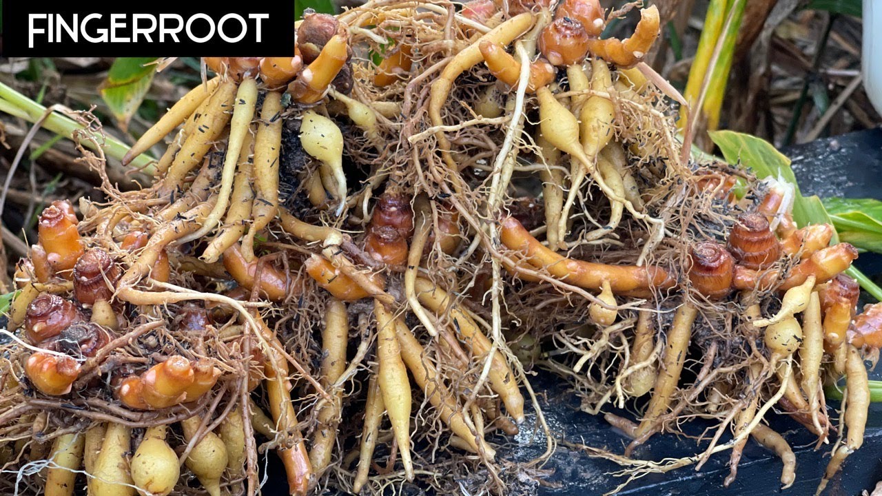 Growing Fingerroot Plant in Bag || How to Grow Finger Root from Tuber ...