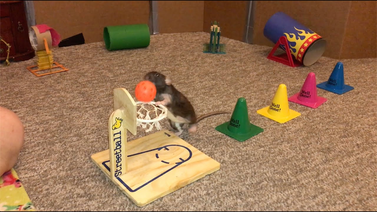 Donut Learning an Awesome Agility Course (while carrying a ball)! - YouTube