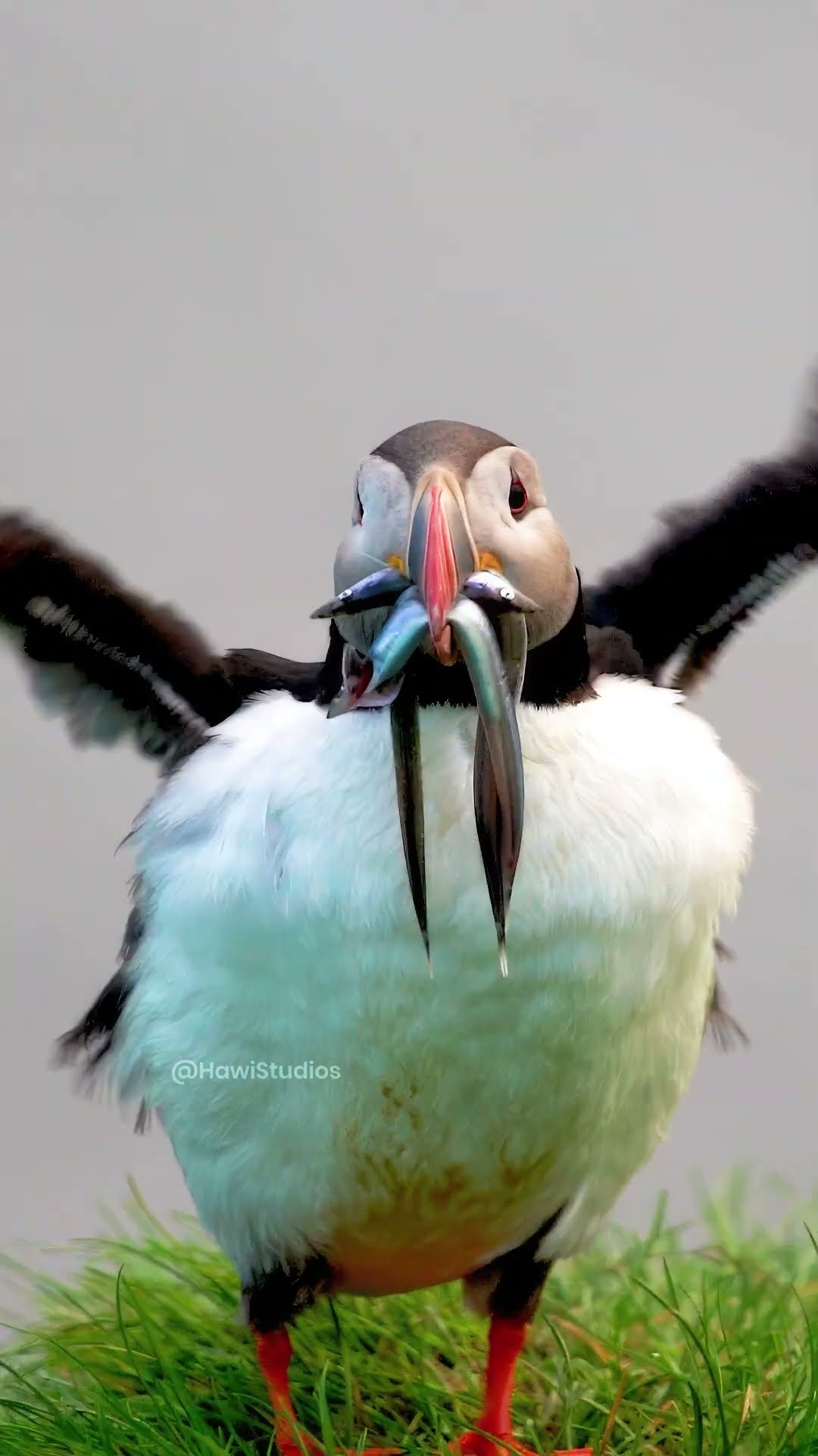 Beautiful Puffin Flaps Its Wings While holding Fish in mouth Wincent ...