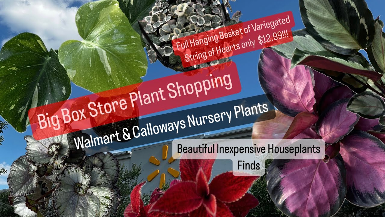 Big Box Store Plant Shopping at Walmart and Local Plant Nursery ...
