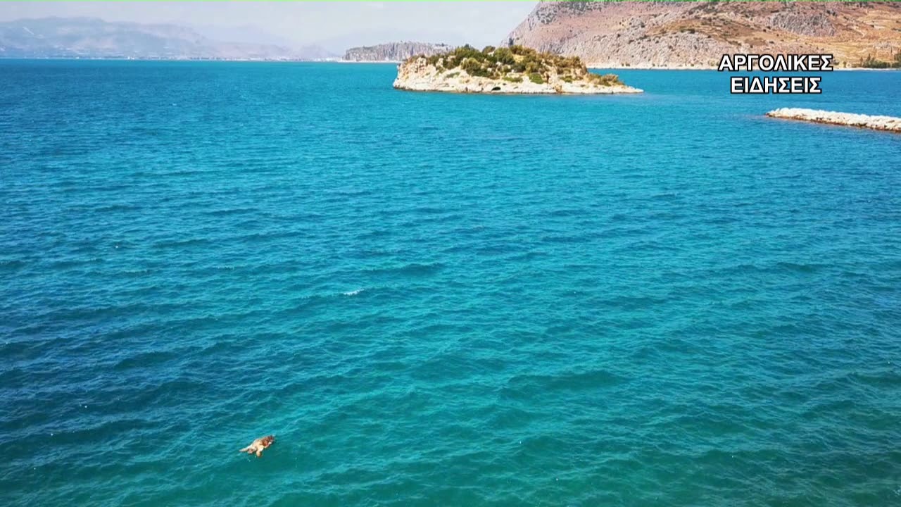 ΘΑΛΑΣΣΙΑ ΧΕΛΩΝΑ ΝΕΚΡΗ ΠΑΡΑΛΙΑ ΚΑΡΑΘΩΝΑΣ ΝΑΥΠΛΙΟ 5/9/2019 - YouTube